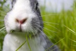Common Terminology for Rabbits and Rabbit Shows | Mad Hatter Rabbits ...