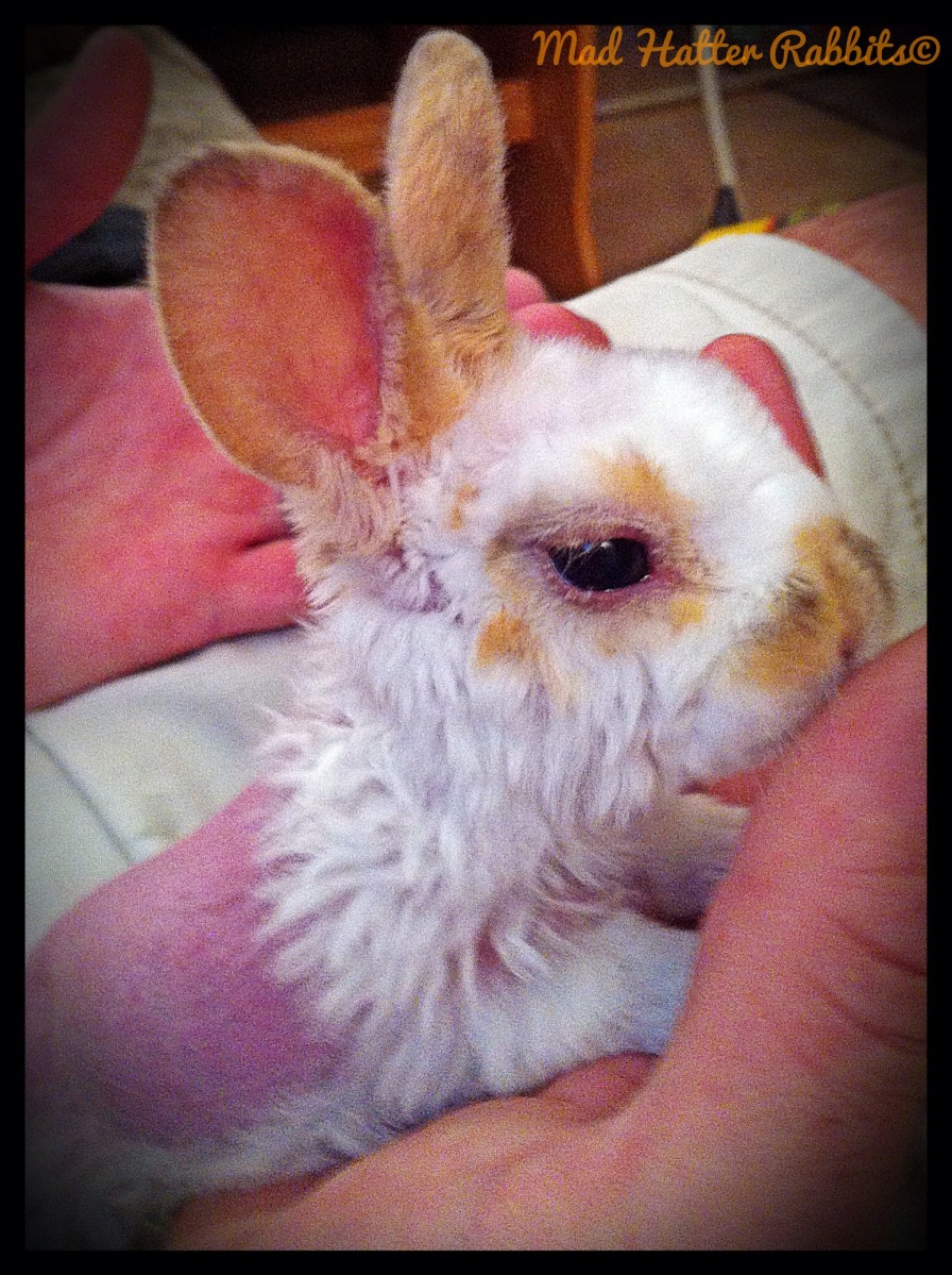 When Good Bunnies Go Bald | Mad Hatter Rabbits & MicroFarm