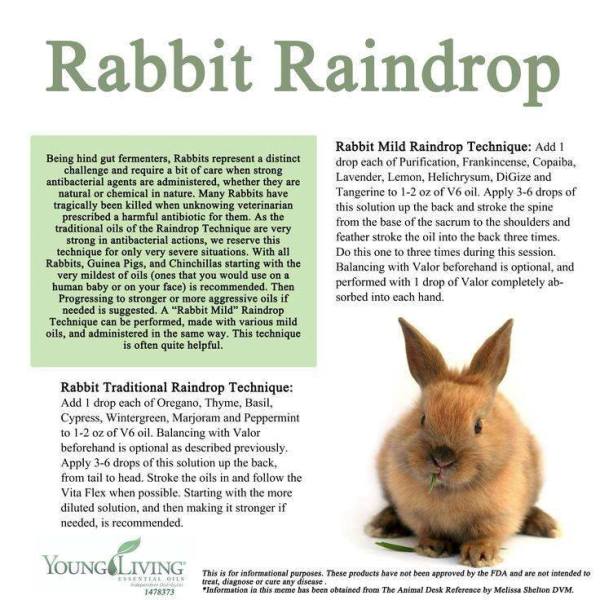 Using Essential Oils on Your Bunny | Mad Hatter Rabbits & MicroFarm