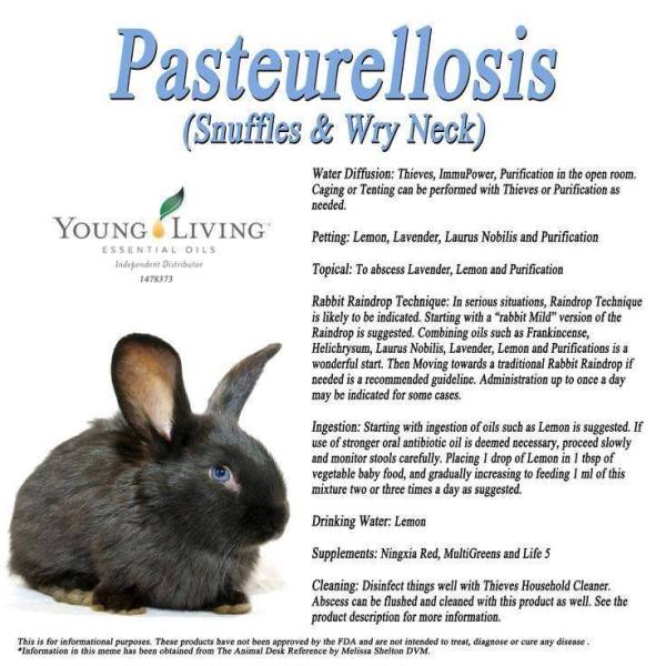 Using Essential Oils on Your Bunny | Mad Hatter Rabbits & MicroFarm