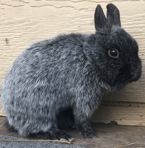 Stuck Kits | Mad Hatter Rabbits & MicroFarm